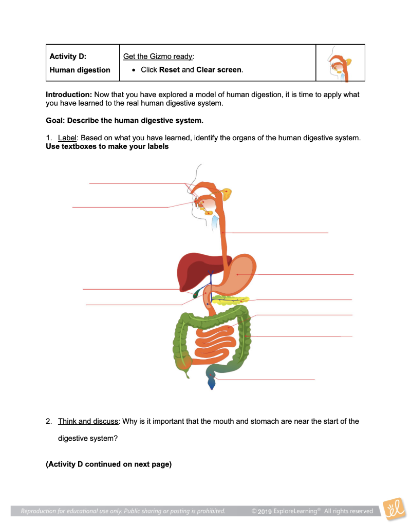 Student Exploration Digestive System Gizmos Answers Digestive System