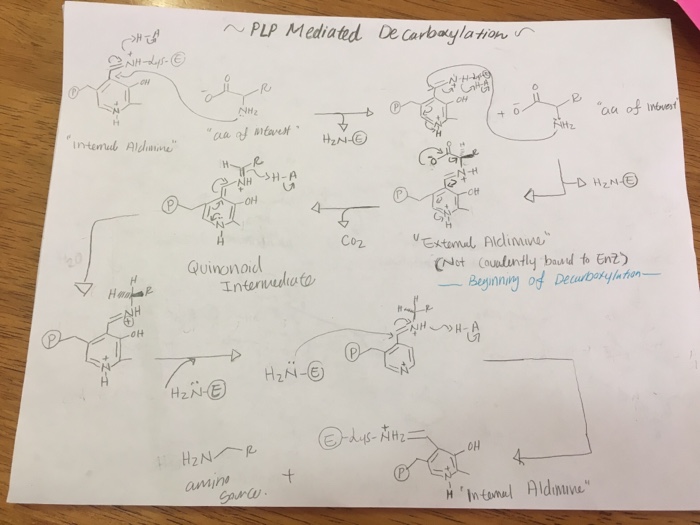 Solved Please show and check PLP Mediated Decarboxylation | Chegg.com