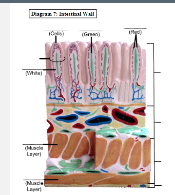 Solved Diagram 7: Intestinal Wall | Chegg.com