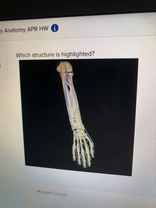 Solved irculatory Anatomy APR HW re is highlighted? 12 | Chegg.com