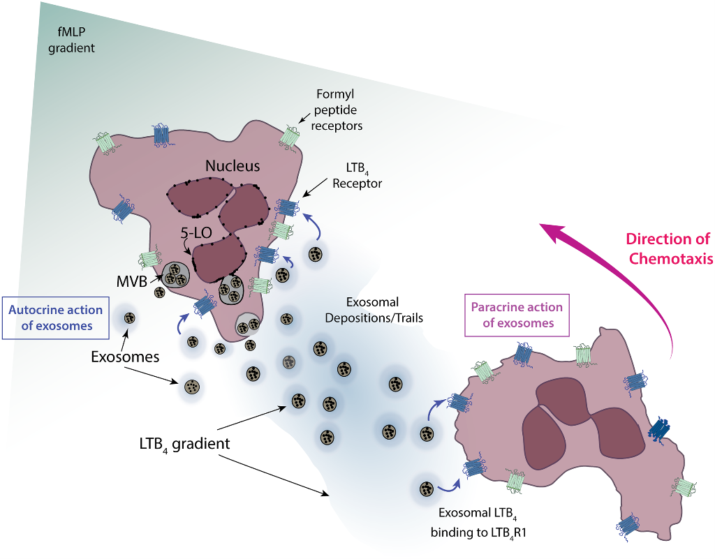 Solved fMLP gradient Formyl peptide receptors Nucleus LTB | Chegg.com
