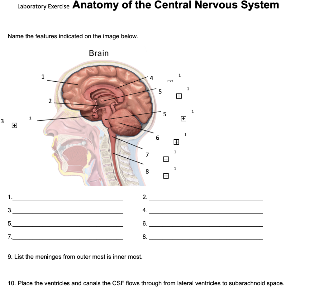 Solved Laboratory Exercise Anatomy of the Central Nervous | Chegg.com