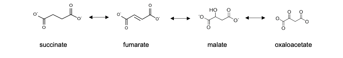 Solved The structures of succinate, fumarate, malate and | Chegg.com