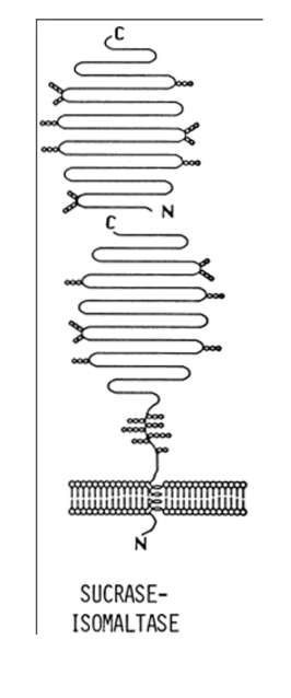 Solved The image at right is a representation of the | Chegg.com
