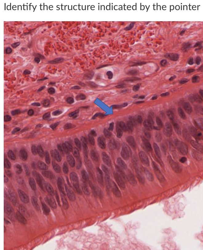 Solved Identify the tissue indicated by the pointer | Chegg.com