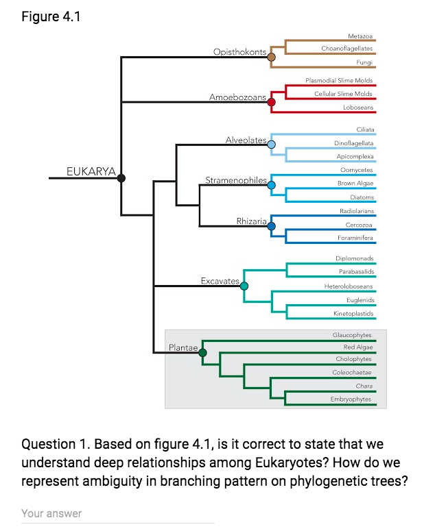 Solved: Figure 4.1 Metazoa Opisthokonts Choanoflagellates ... | Chegg.com