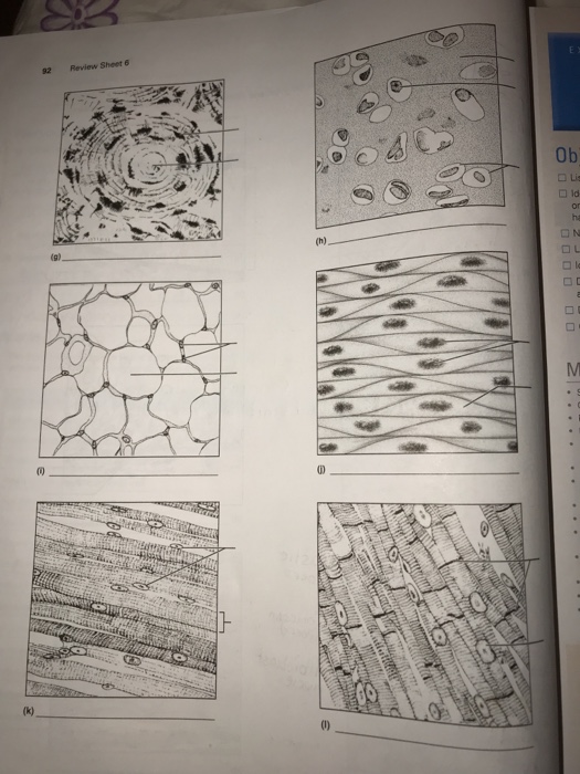 Label The Tissue Types Illustrated Here - Ythoreccio Label The Tissue Types Illustrated Here - Ythoreccio