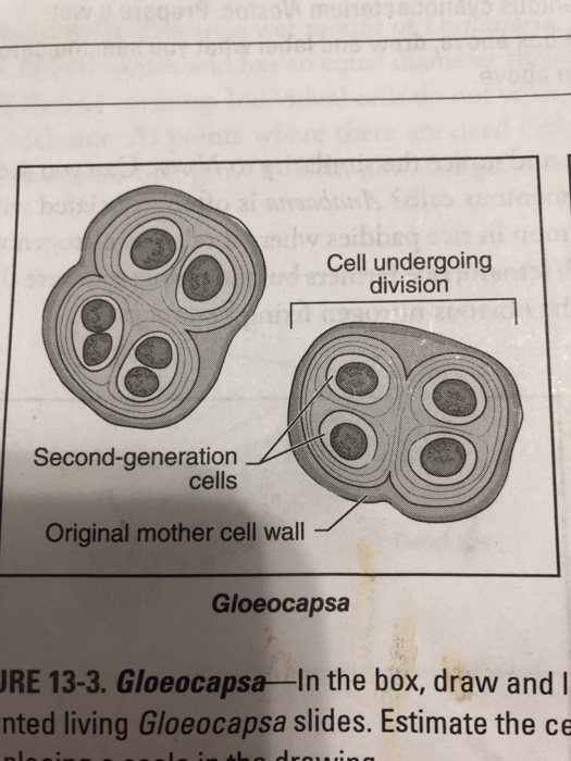 Gloeocapsa Cell Structure
