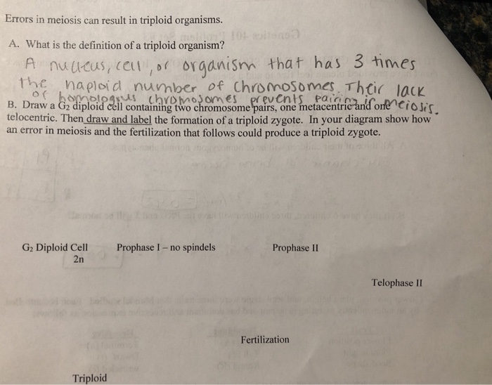 Solved Errors in meiosis can result in triploid organisms. | Chegg.com