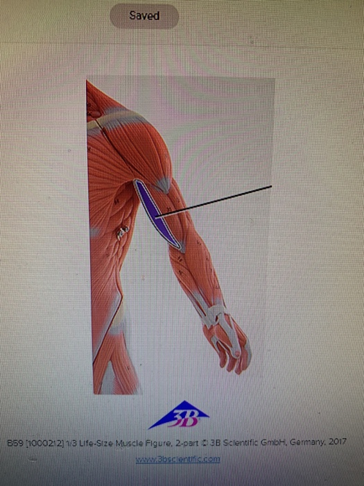 Solved Saved 859 1000212) 1.3 Life-Size Muscle Figure. | Chegg.com