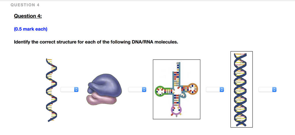Solved QUESTION uestion (0.5 mark) DNA determines an | Chegg.com