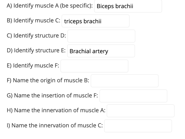 Solved A) Identify muscle A (be specific): B) Identify | Chegg.com