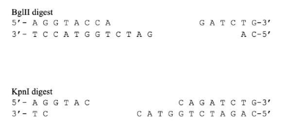 Solved The restriction endonucleases, BglII and KpnI, will | Chegg.com