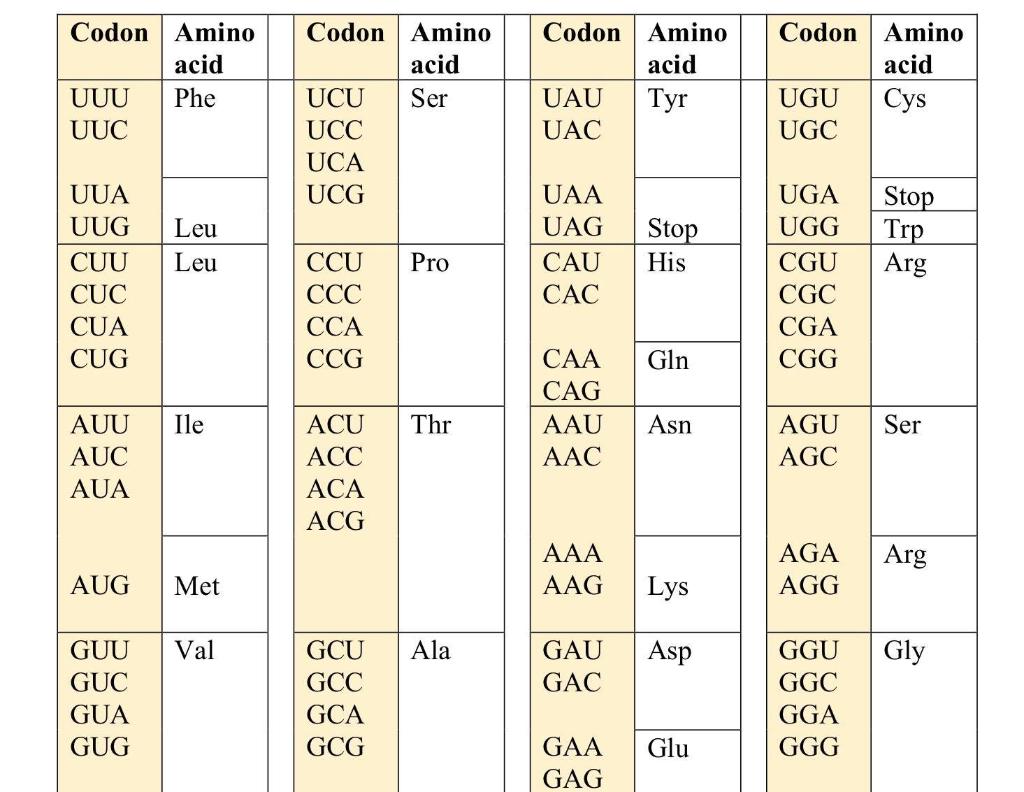 Solved Codon Codon Amino acid UUU Phe UUC Codon Amino acid | Chegg.com