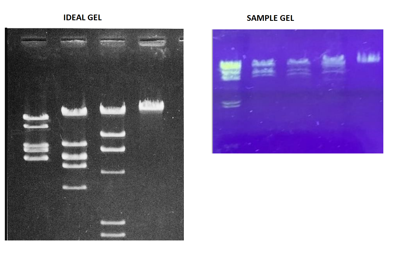Solved What do you see in the SAMPLE CLASS DNA gel? Is | Chegg.com