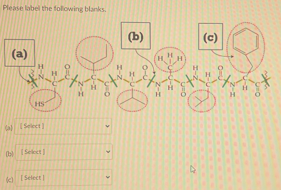 Solved Please label the following blanks. | Chegg.com