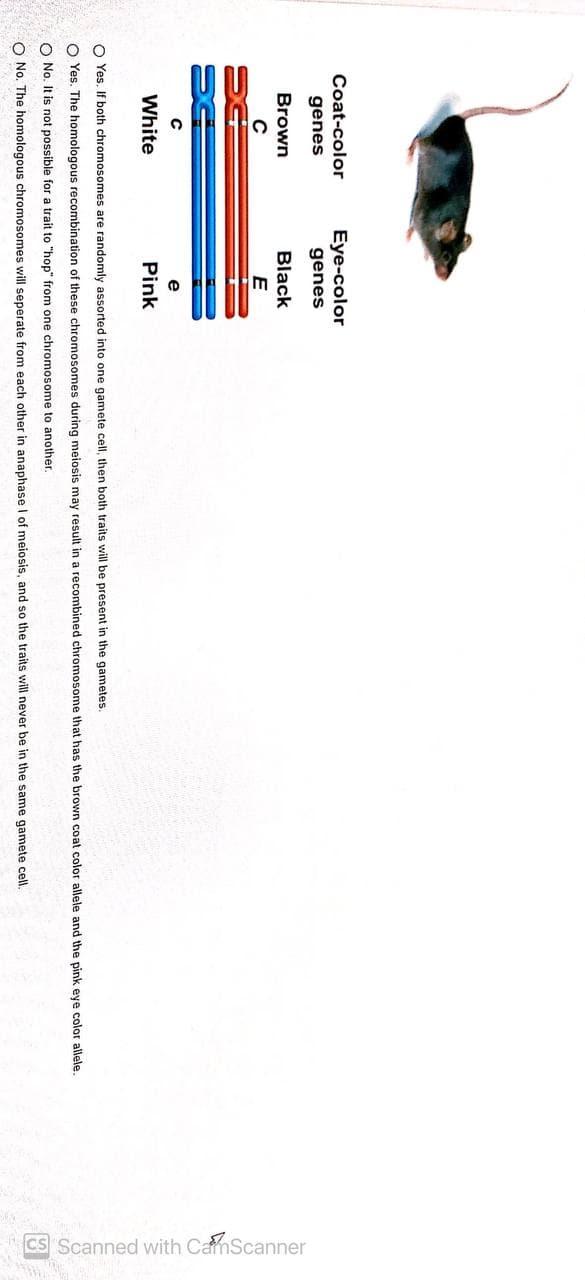 Solved In mice, the genes for coat color and eye color | Chegg.com