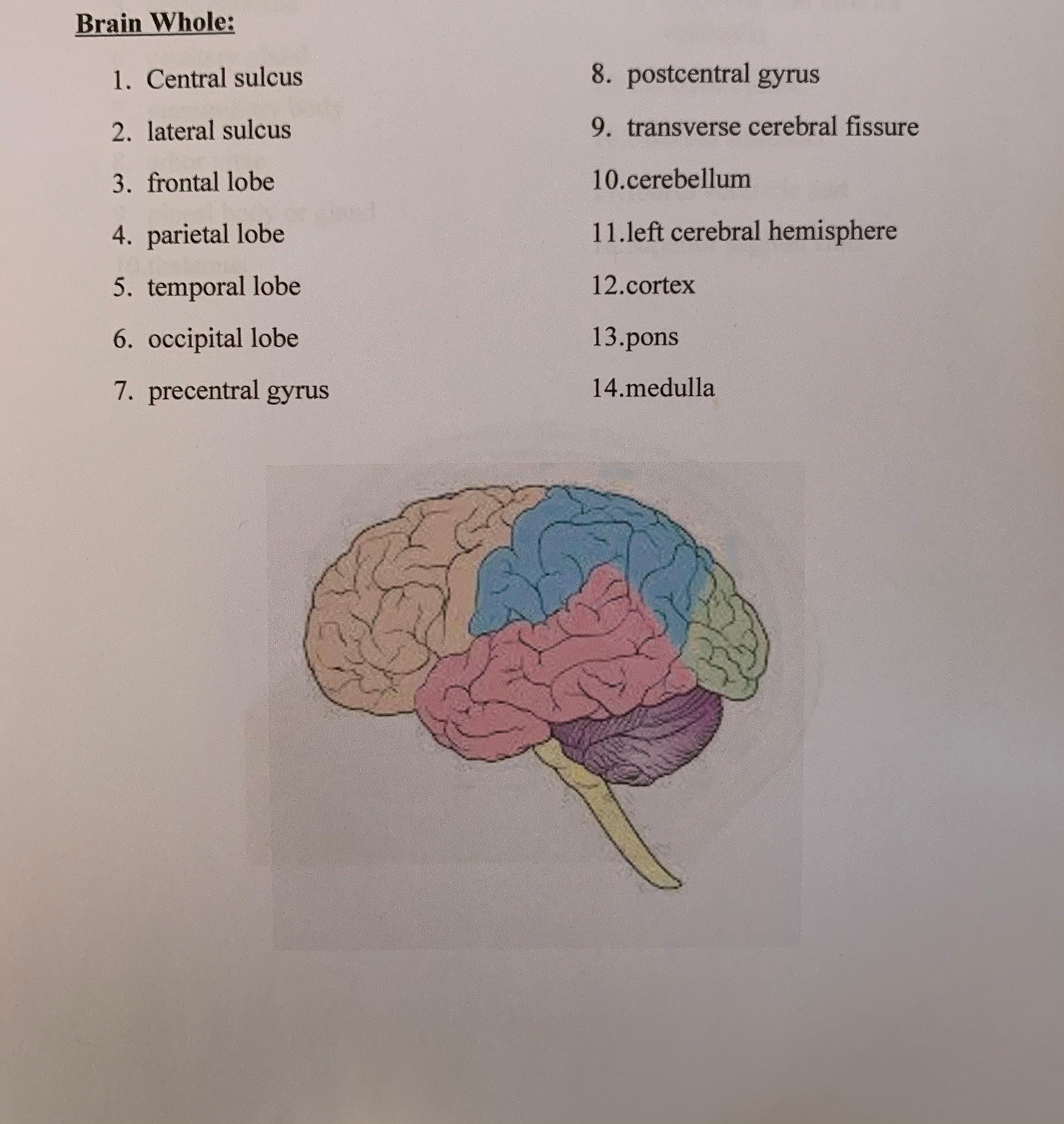 Solved Brain Whole: 1. Central sulcus 8. postcentral gyrus | Chegg.com