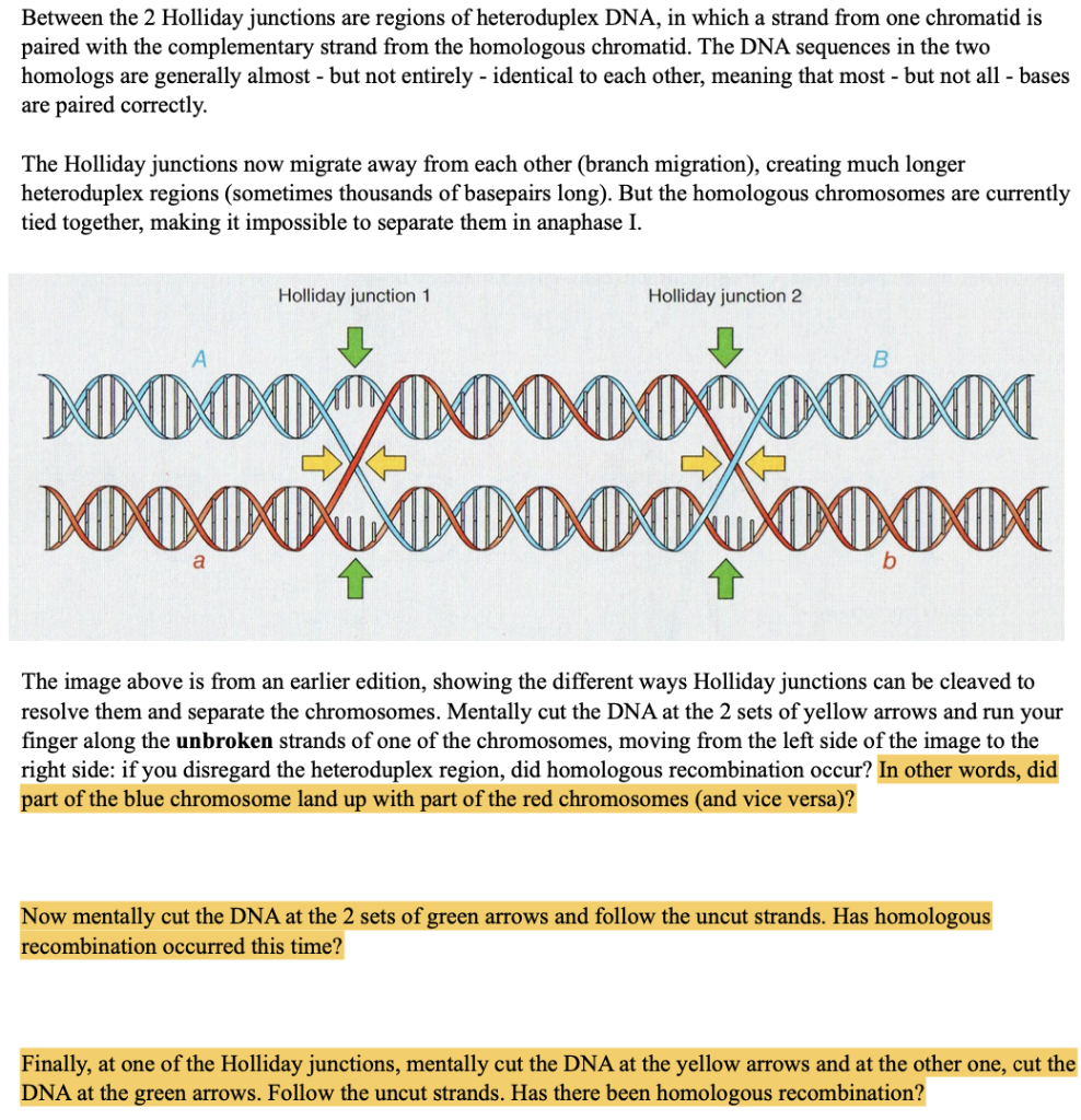 Solved Between the 2 Holliday junctions are regions of | Chegg.com
