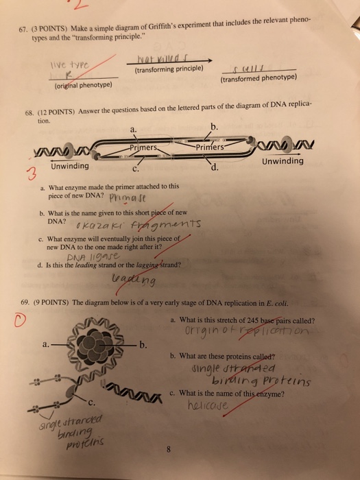 Solved 67. (3 POINTS) Make a simple diagram of Griffith's | Chegg.com