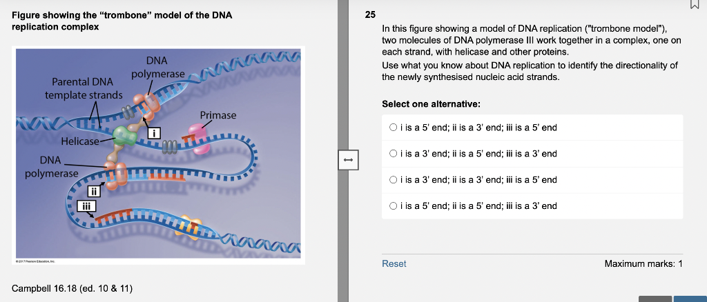 Solved Figure showing the "trombone" model of the DNA 25 | Chegg.com