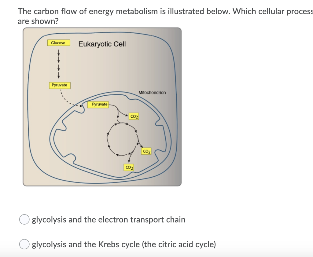 Solved The carbon flow of energy metabolism is illustrated | Chegg.com