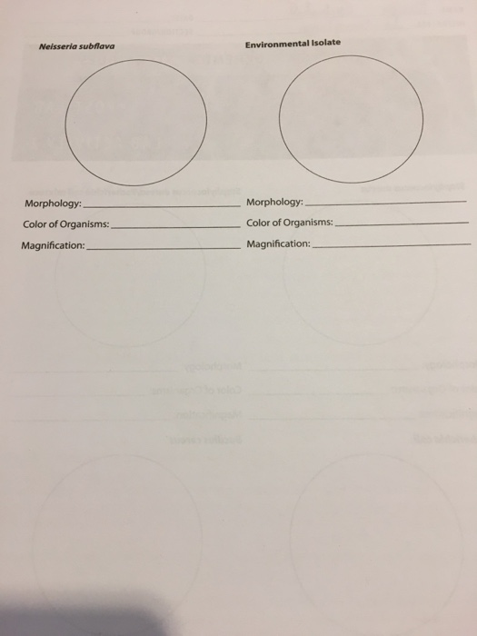 Solved Neisseria subflava Environmental Isolate Color of | Chegg.com