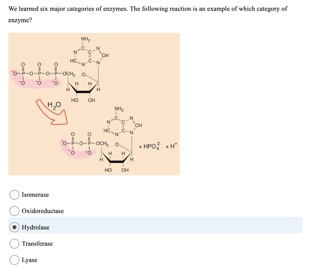 Solved We learned six major categories of enzymes. The | Chegg.com