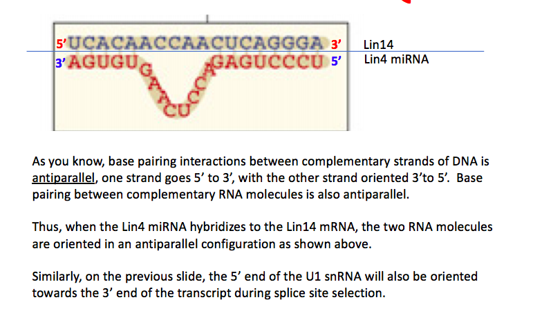 Solved 10) 3pts. Where does the Lin4 miRNA hybridize on the | Chegg.com