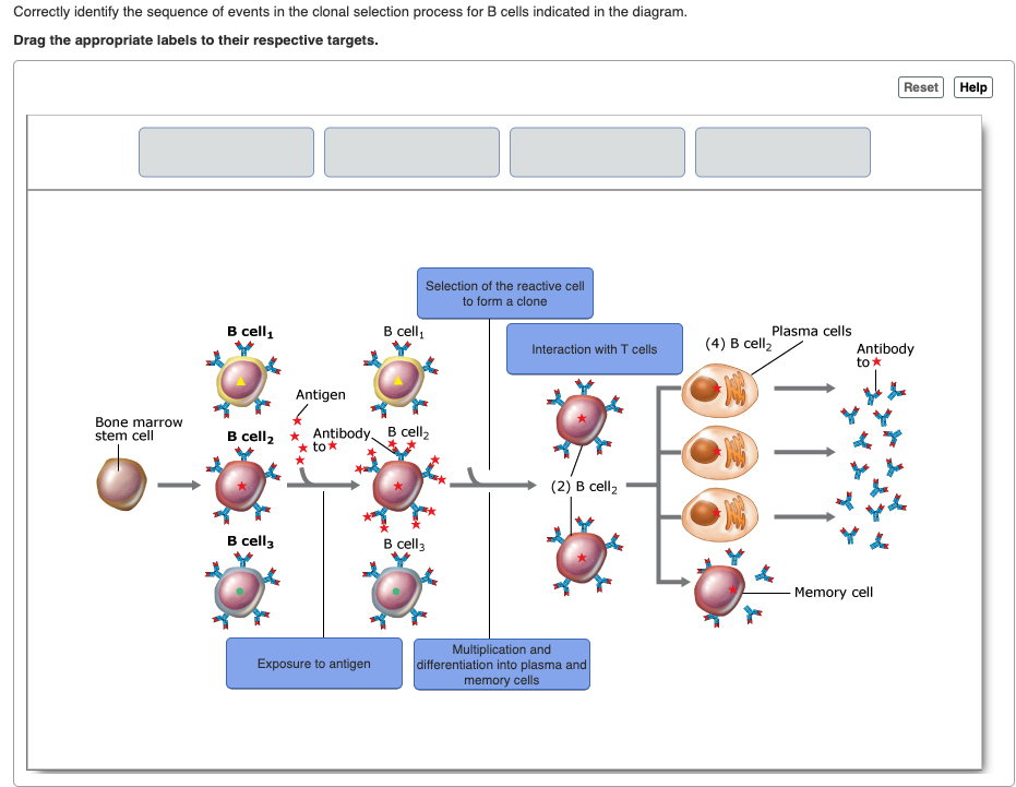 Solved Correctly identify the sequence of events in the | Chegg.com