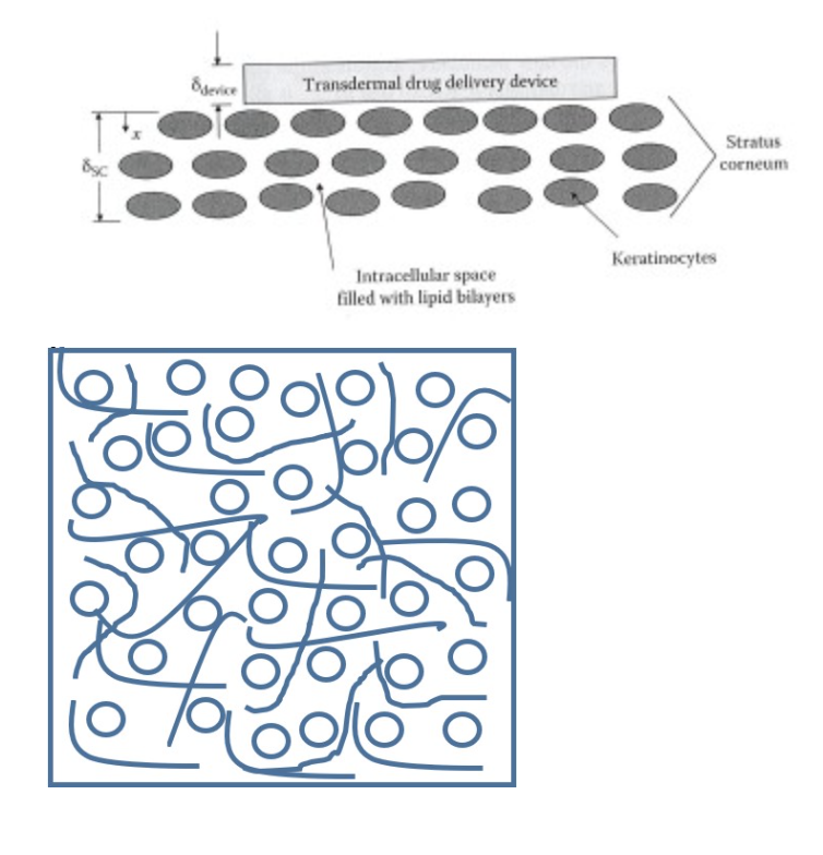 The figure below is a model of a drug delivery patch | Chegg.com