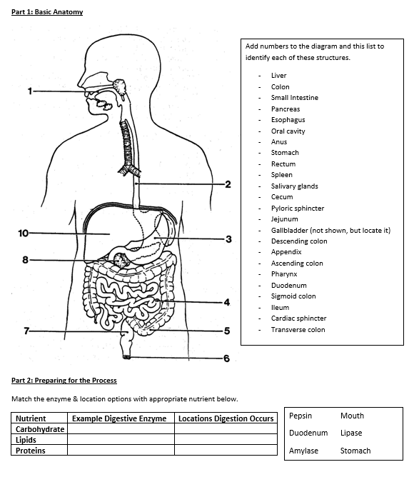 Solved Part 1: Basic Anatomy Add numbers to the diagram and | Chegg.com