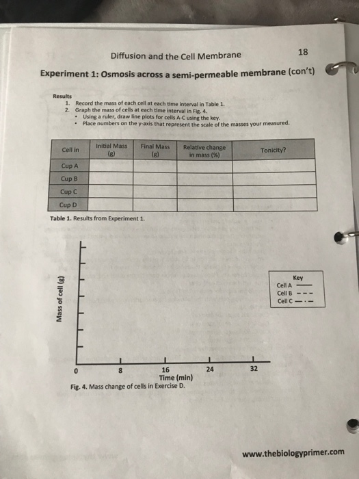 18 Diffusion and the Cell Membrane Experiment 1: | Chegg.com