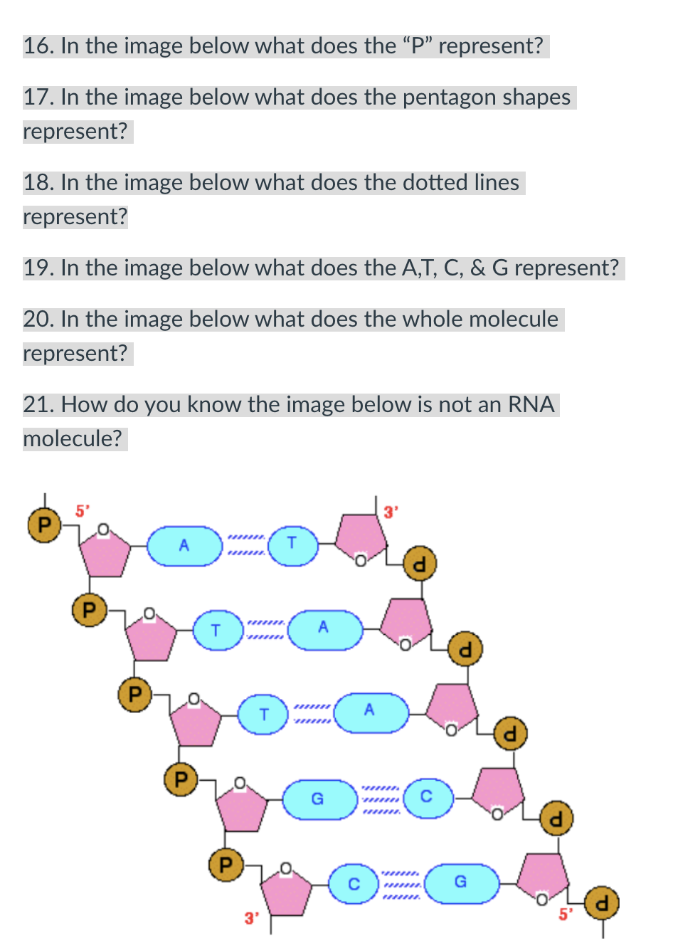 Solved 16. In the image below what does the "P" represent? | Chegg.com