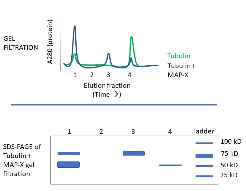 Solved You are studying a microtubule-associated protein | Chegg.com