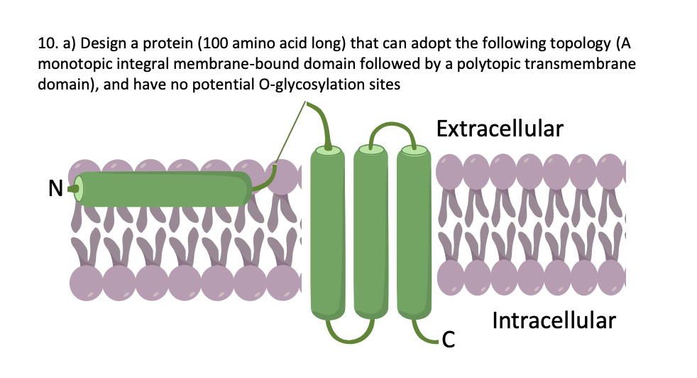 Solved Below is the amino acid sequence of a membrane-bound | Chegg.com