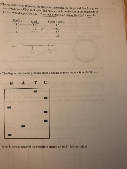 Solved 13 sing restriction enzymes, the fragments generated | Chegg.com