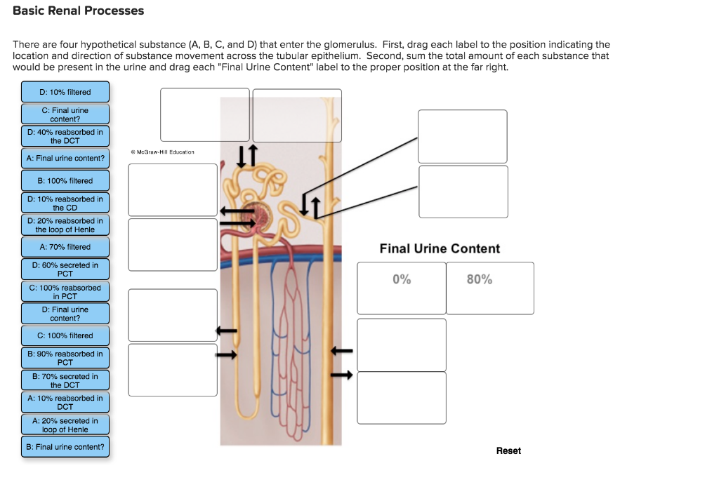 Solved Basic Renal Processes There are four hypothetical | Chegg.com