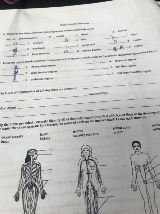 Solved Organ Systeme Overview Using the key bekow,place he | Chegg.com