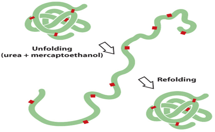 Solved The denaturation of ribonuclease is depicted in the | Chegg.com