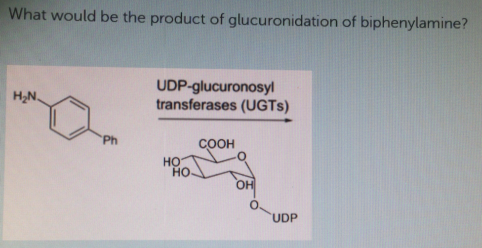 Solved What would be the product of glucuronidation of | Chegg.com