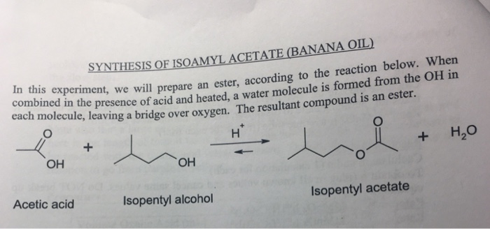 Solved SYNTHESIS OF ISOAMYL ACETATE (BANANA OIL) In this | Chegg.com