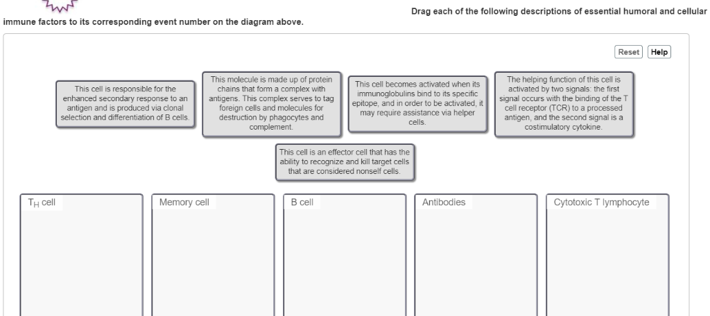 Solved Understanding the Dual Nature of the Adaptive | Chegg.com Solved Understanding the Dual Nature of the Adaptive | Chegg.com