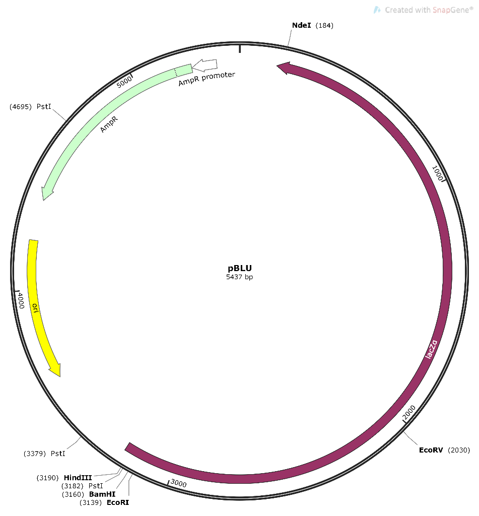 Solved I run an experiment with an unknown plasmid (one of | Chegg.com