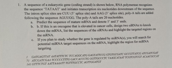 Solved 1。A sequence of a eukaryotic gene (coding strand) is | Chegg.com