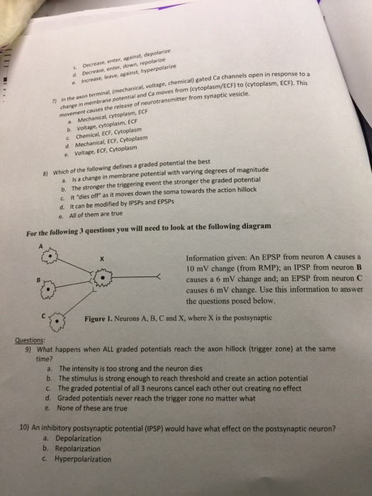Solved A sudden (increase, decrease) in Na permeability | Chegg.com