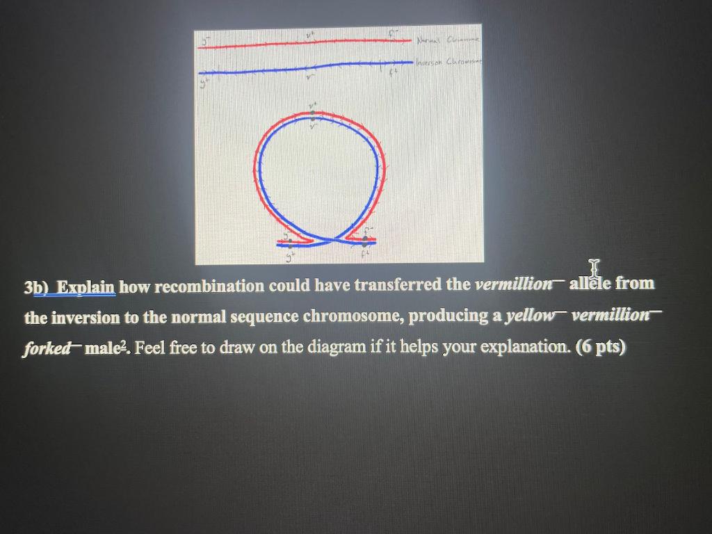 Solved 3) Inversions block recombination between inverted | Chegg.com Solved 3) Inversions block recombination between inverted | Chegg.com