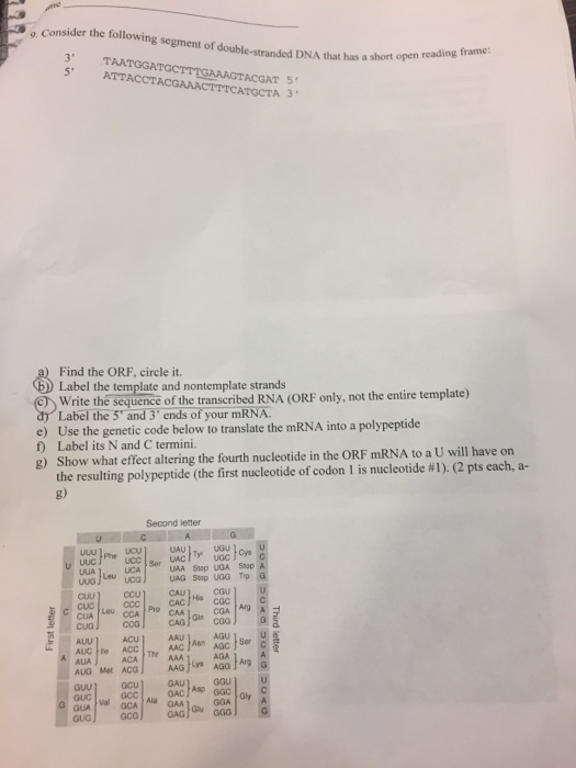 Solved Consider the following segment of double-stranded DNA | Chegg.com