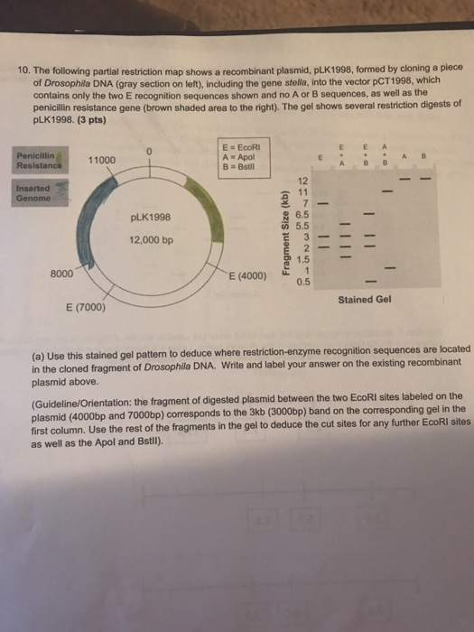 Solved 10. The following partial restriction map shows a | Chegg.com