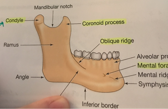 Inferior Border Of Mandible